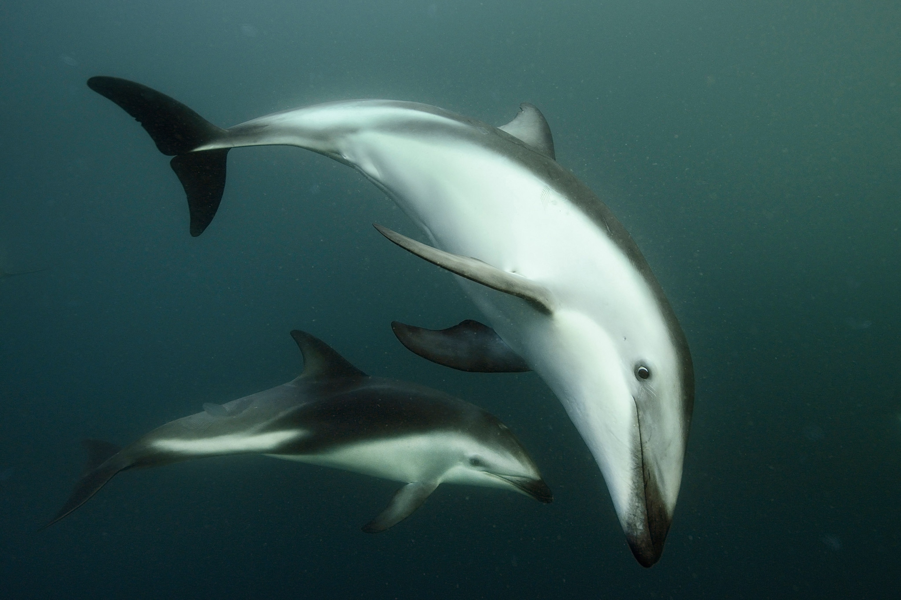 Cambodia’s endangered Irawaddy river dolphin numbers grow