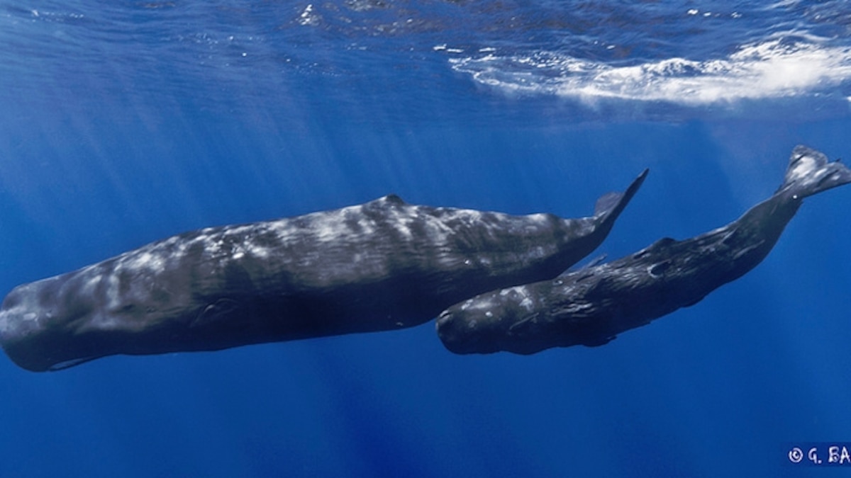 One Protein Shows Elephants and Moles Had Aquatic Ancestors | National ...