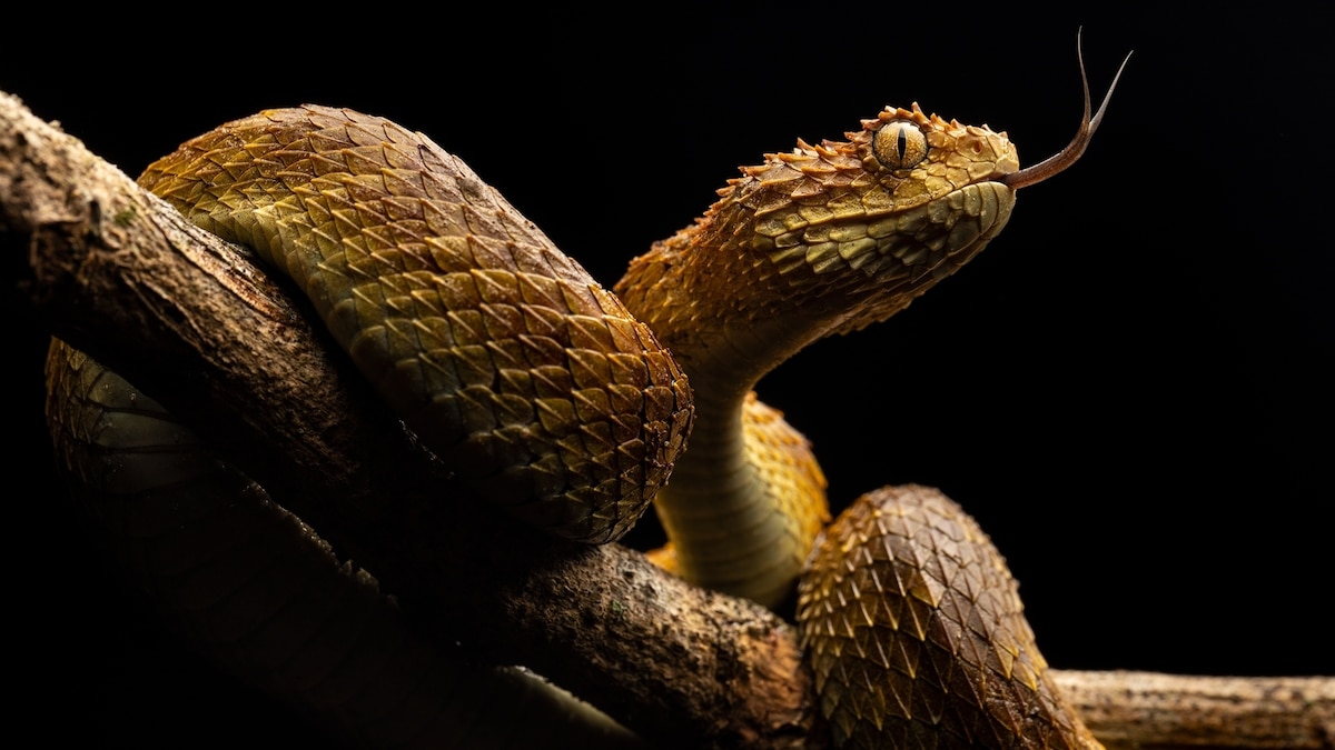Africa's neglected snakebite crisis kills tens of thousands a year ...