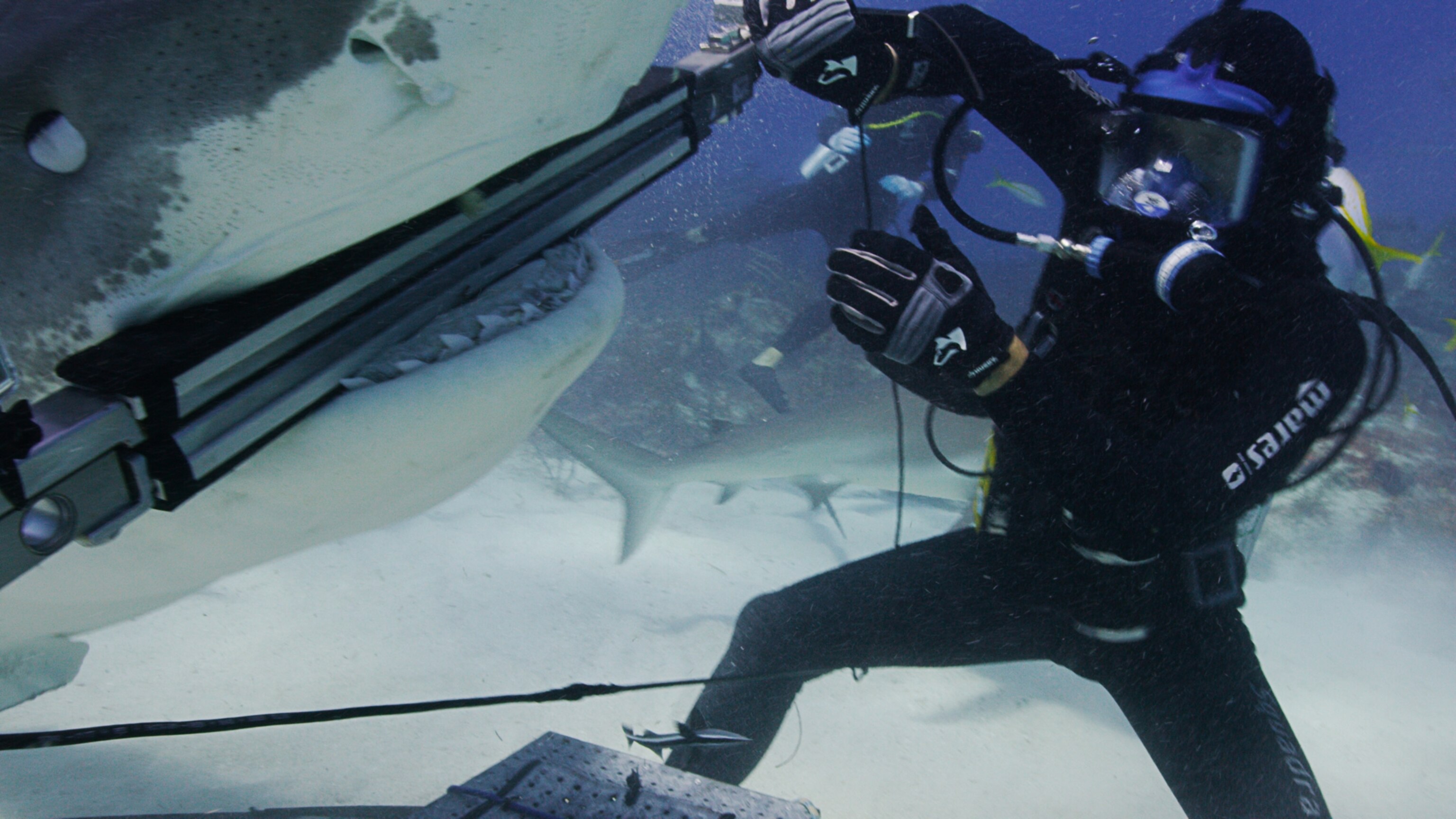 Which has a stronger bite: hammerheads or tiger sharks?