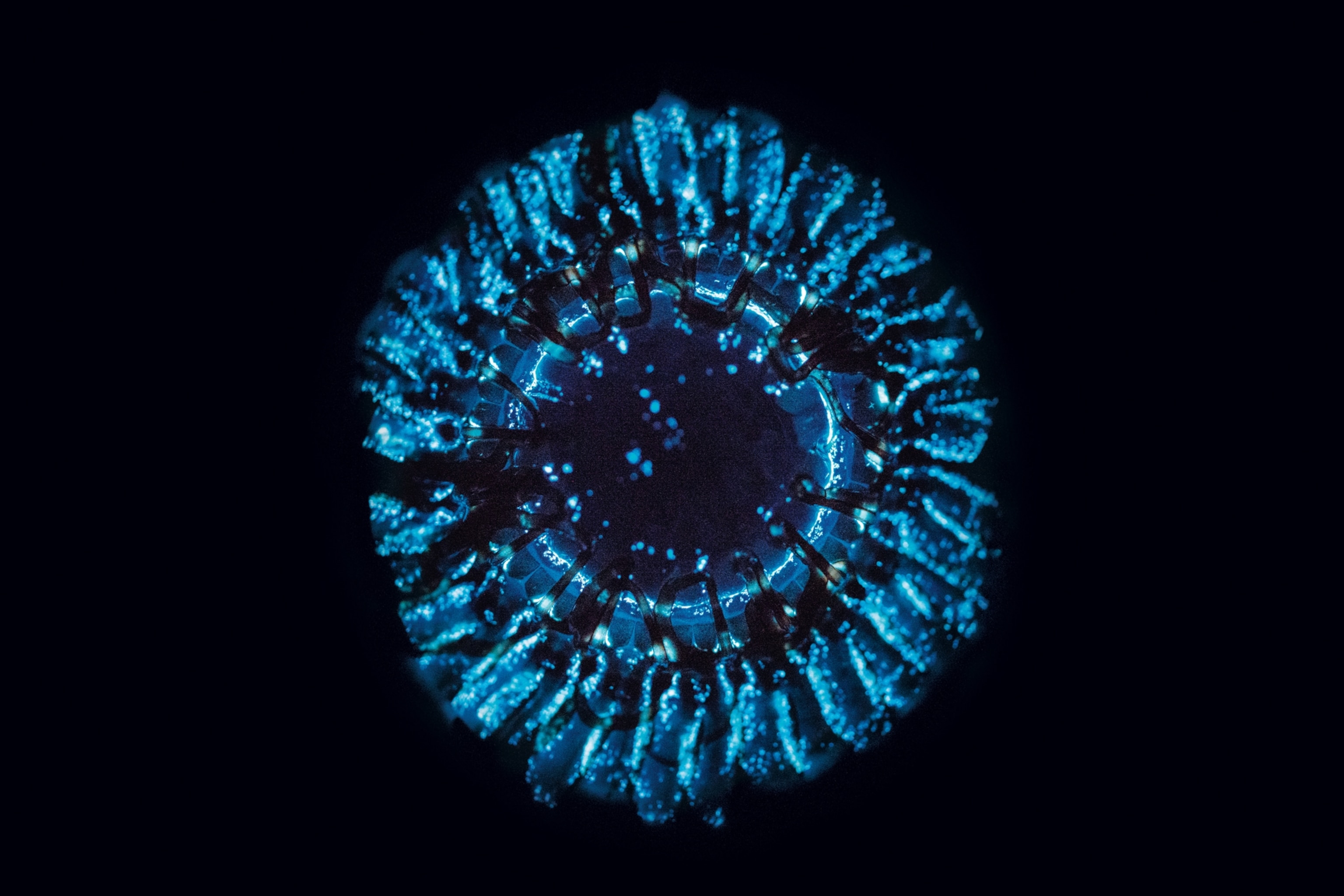 Luminous Life - National Geographic Magazine