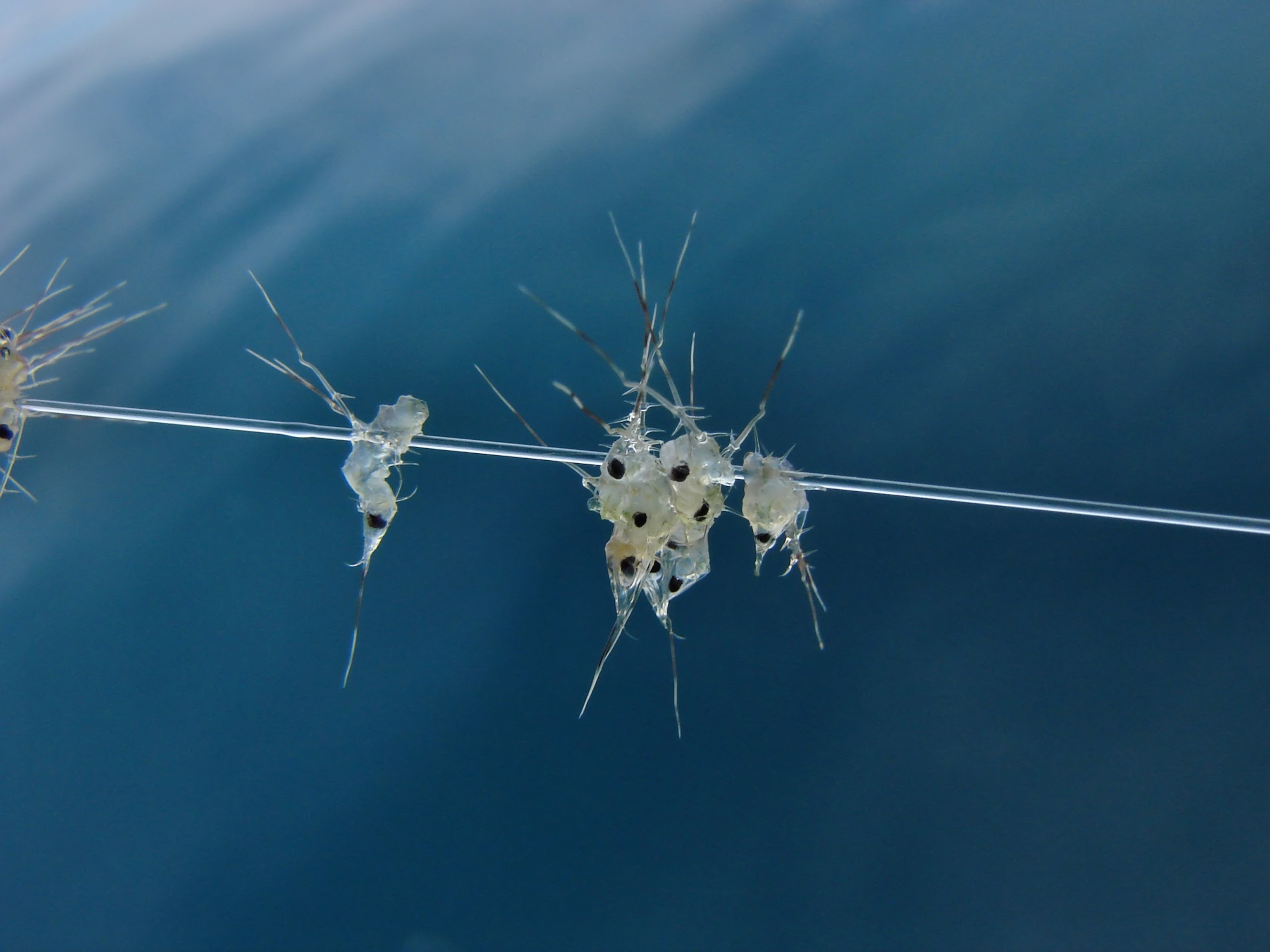 This ferocious water flea is mauling the Great Lakes