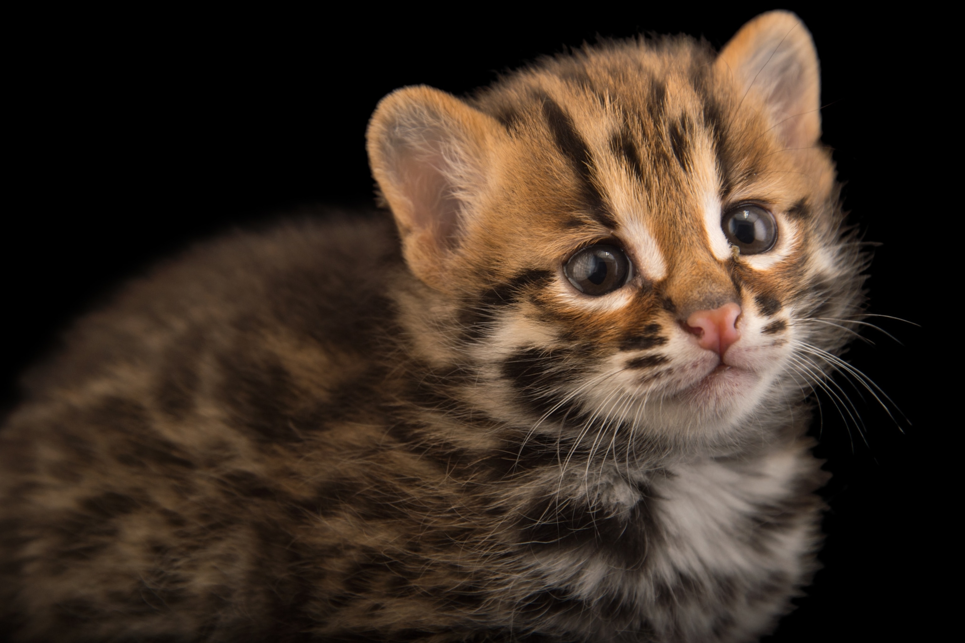 Most Liked Instagram Photos of 2016