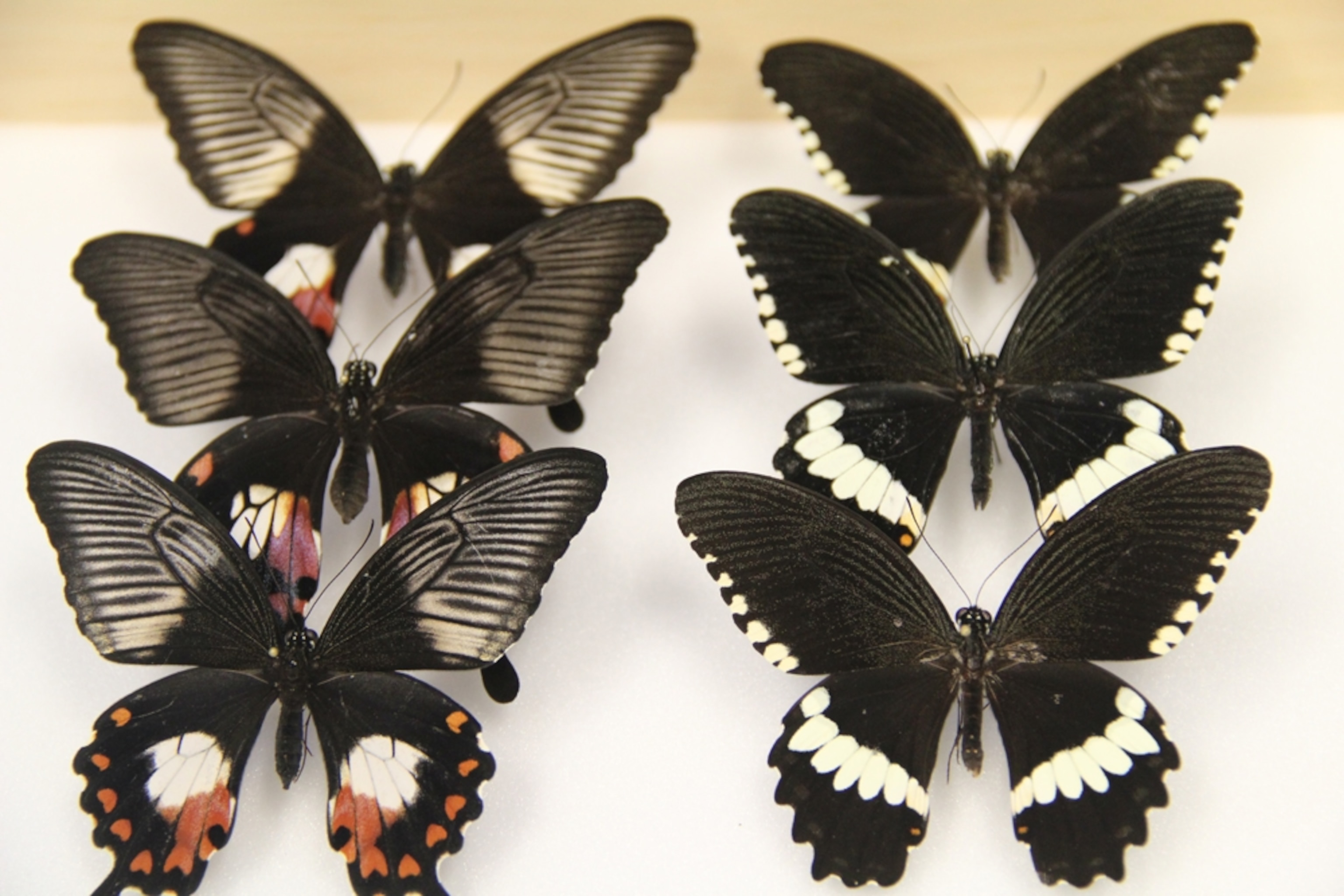 Variation In Butterflies