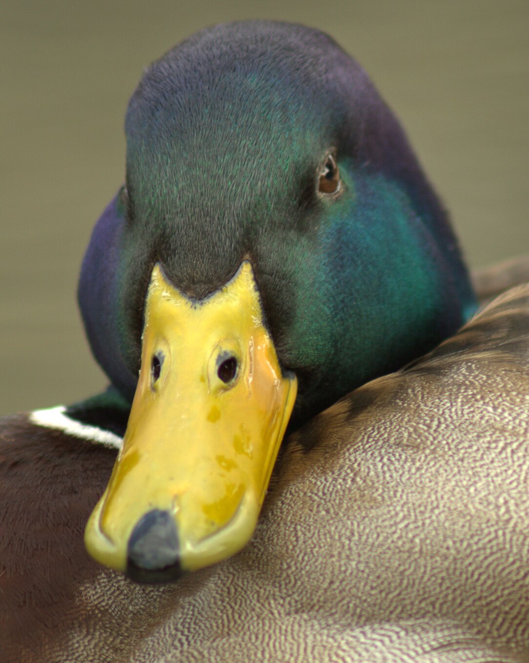Mallard Duck Dog Face