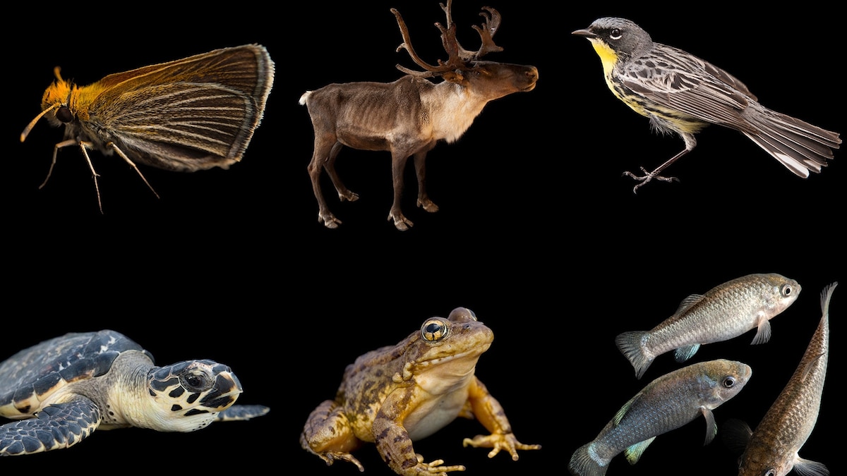 See a different endangered animal in every U.S. state | National Geographic