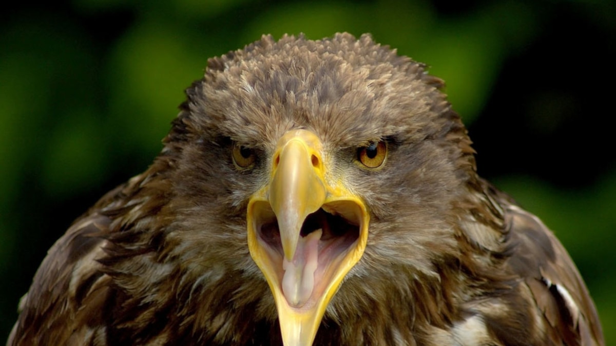 Bird of Prey Pictures - National Geographic | National Geographic