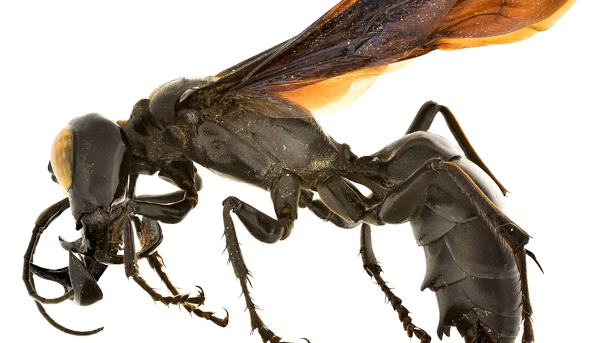 Bizarre "King of Wasps" Found in Indonesia | National Geographic