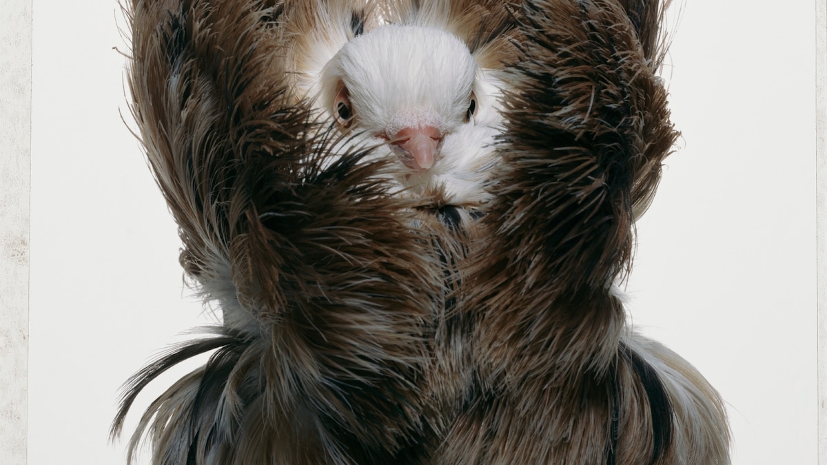 'Extinct' Woodpecker Found in Arkansas, Experts Say | National Geographic