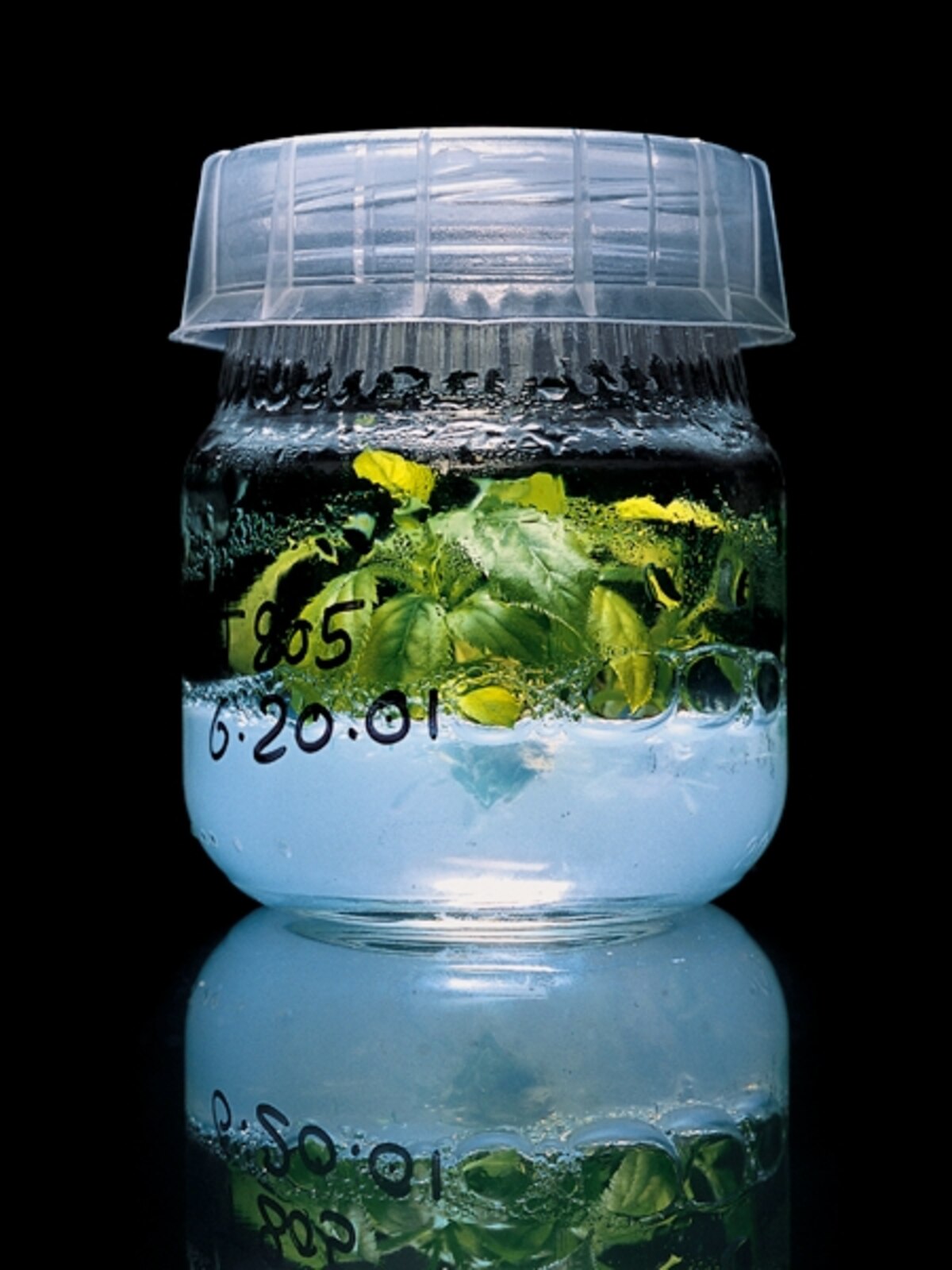 Altered Food, GMOs, Genetically Modified Food - National Geographic