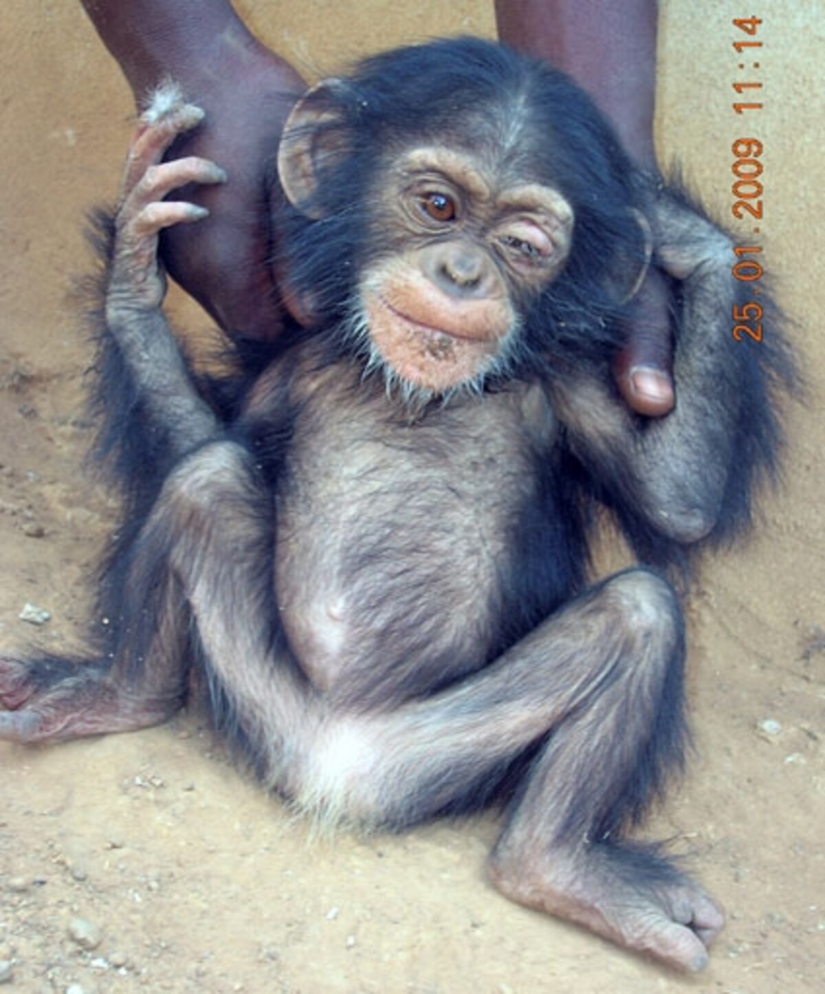 Rescuing Baby Chimps: Just Another Day at NG