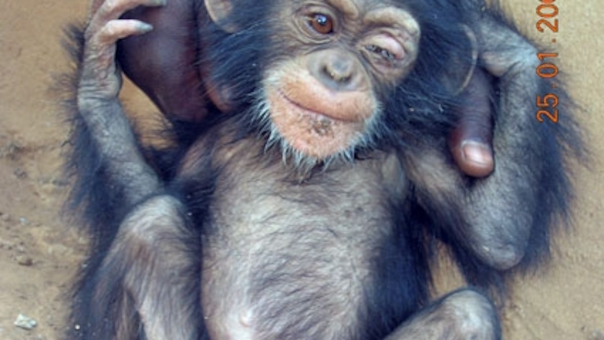 Rescuing Baby Chimps: Just Another Day at NG | National Geographic