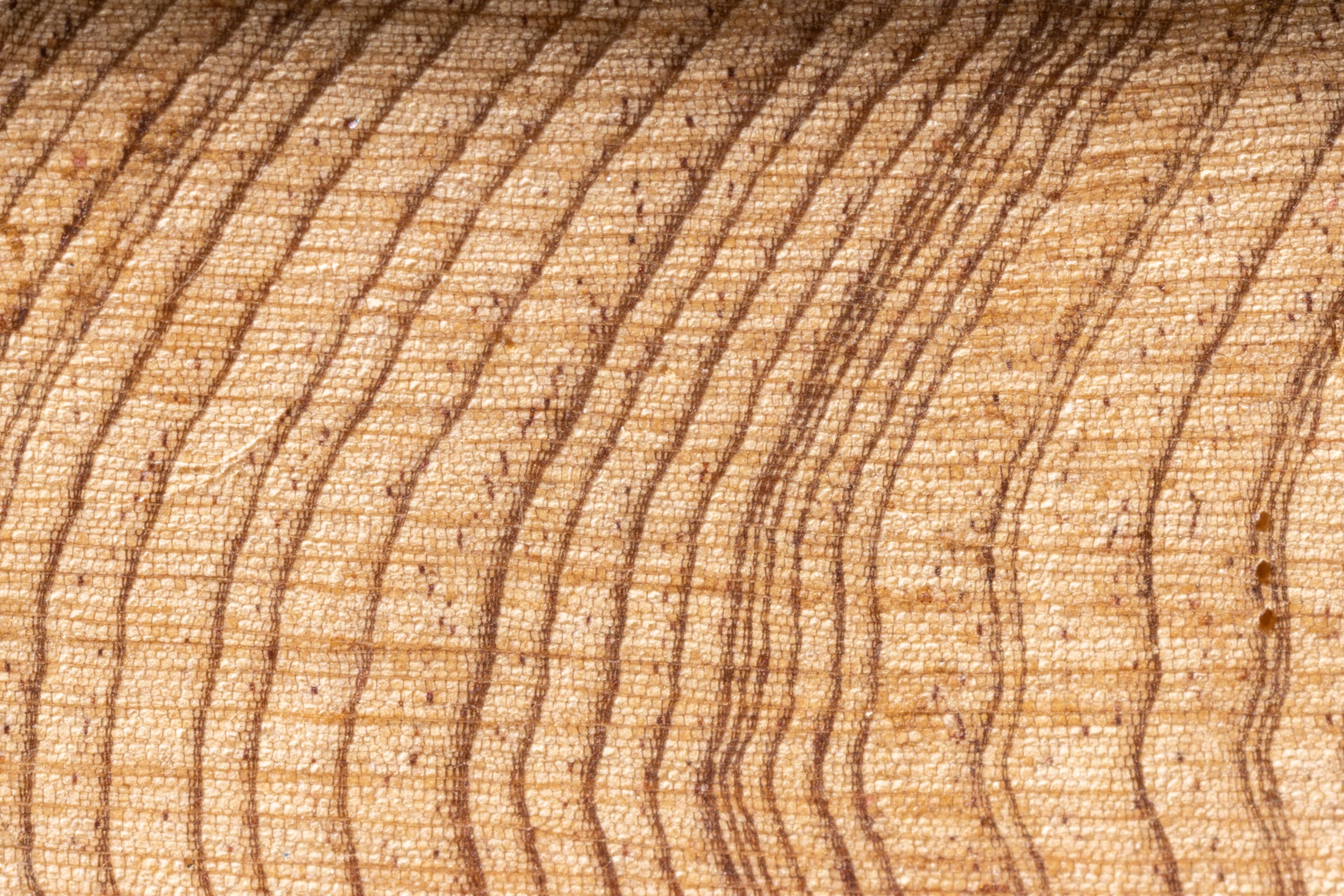 One of the most resilient trees on Earth is dying in droves