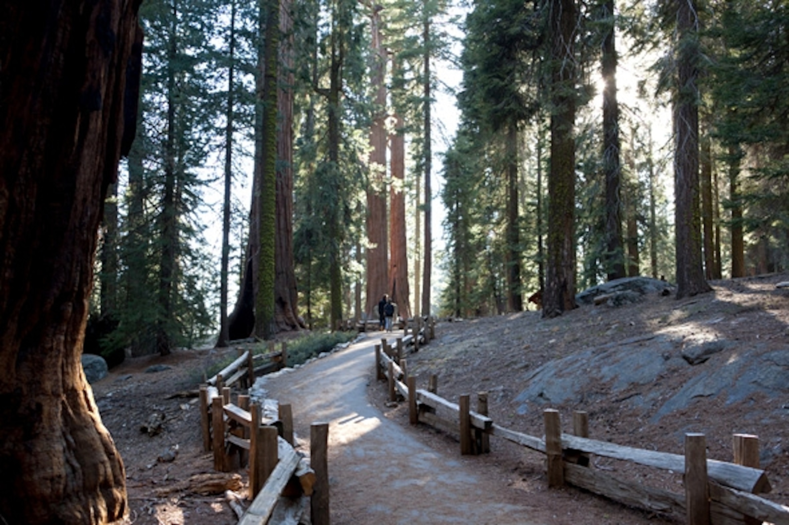 The Pursuit of Happiness: Sequoia Style | National Geographic