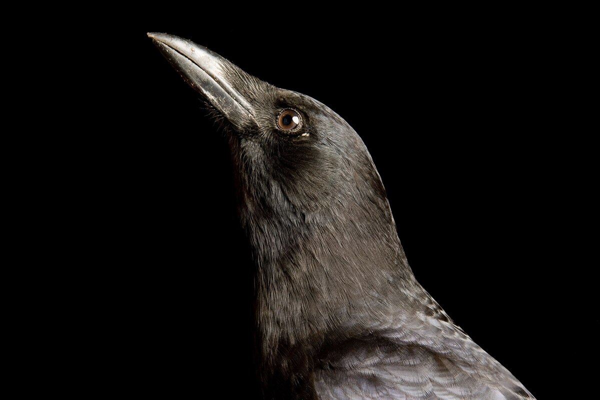 Ravens, Crows, Parrots, and More—Meet the Most Intelligent Birds