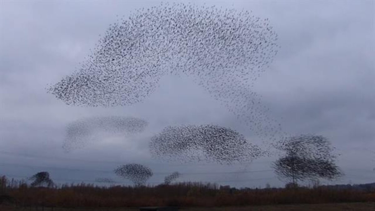 Starling Murmurations Video From England