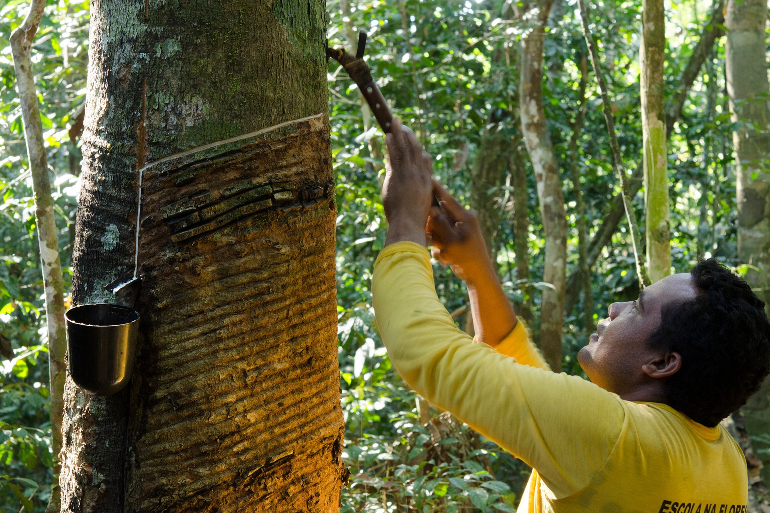 For defenders of Brazil’s Amazon forest, a day of mourning, warnings ...