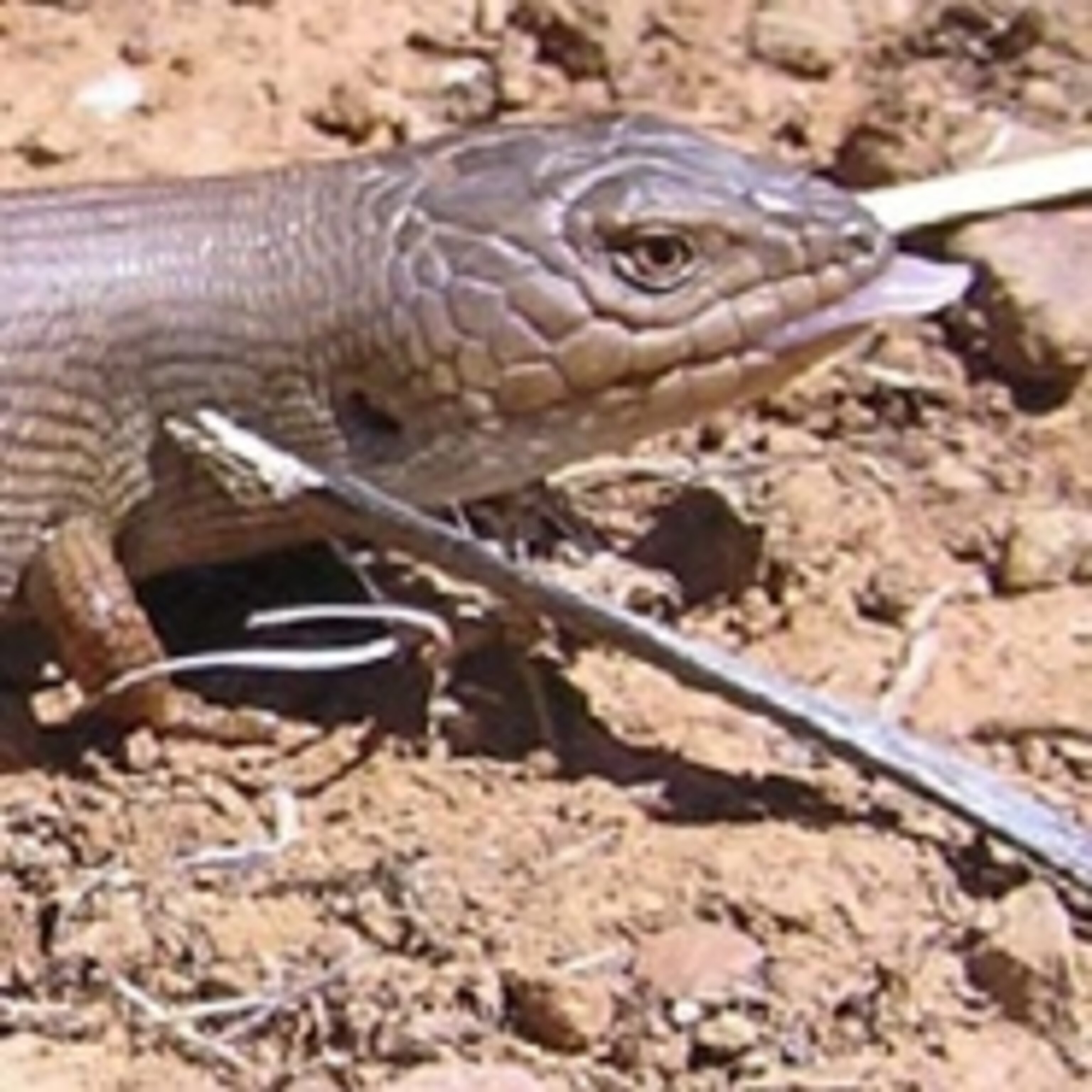 Spiders construct homes for endangered pygmy lizards