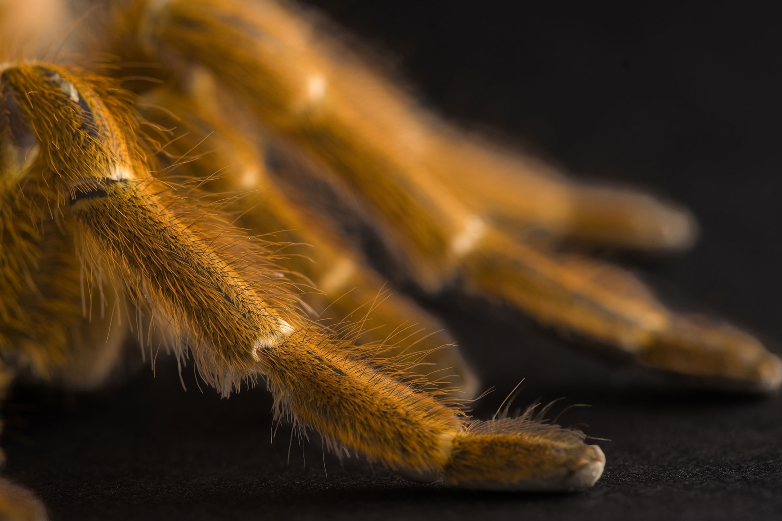 New High-Altitude Tarantula Species Discovered