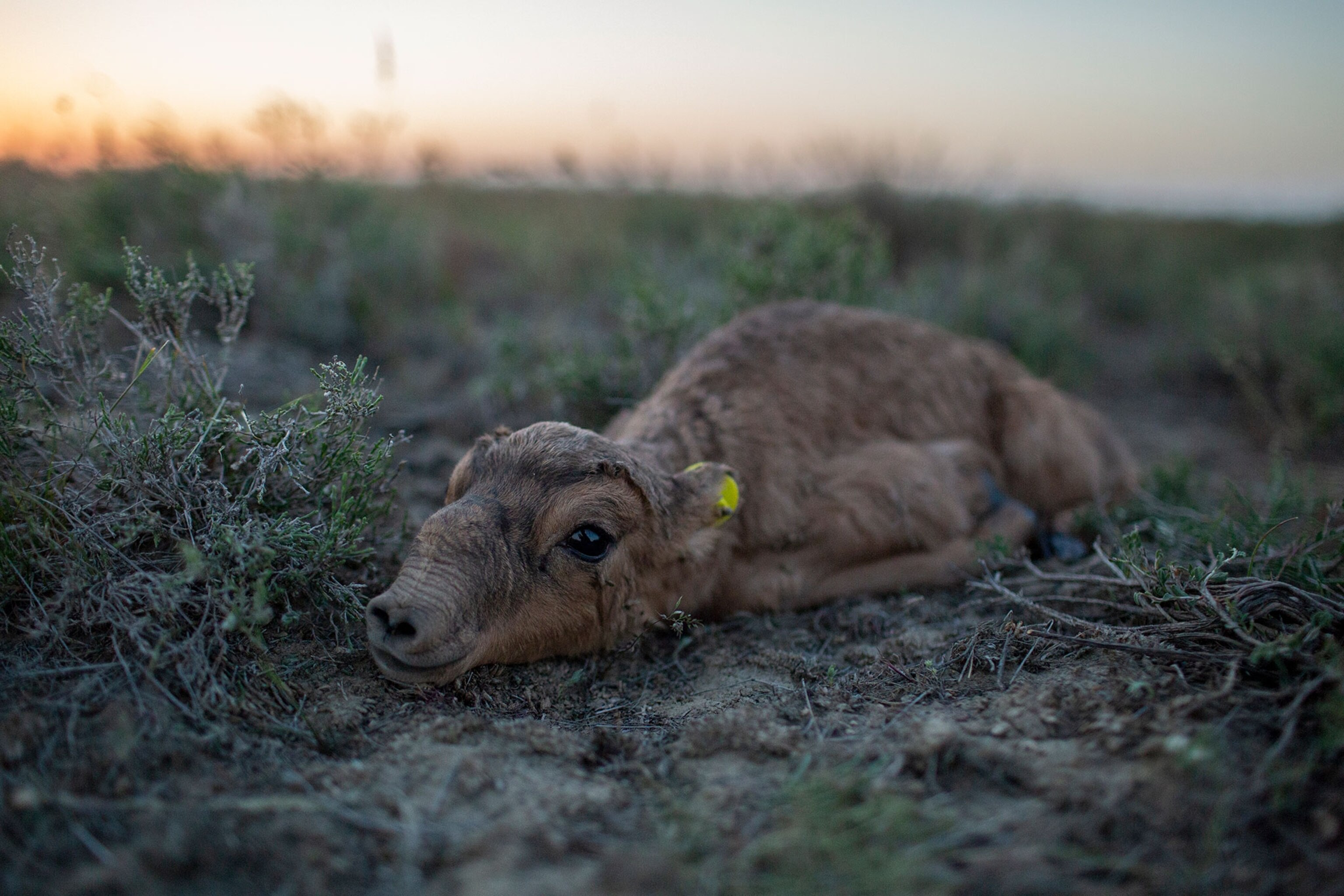 These Antelope Face Double Jeopardy: Disease and Poaching