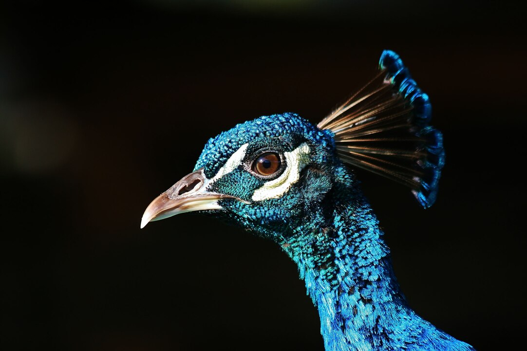 Peacock Information Peacock Facts And Activities (Free Spanish Lessons