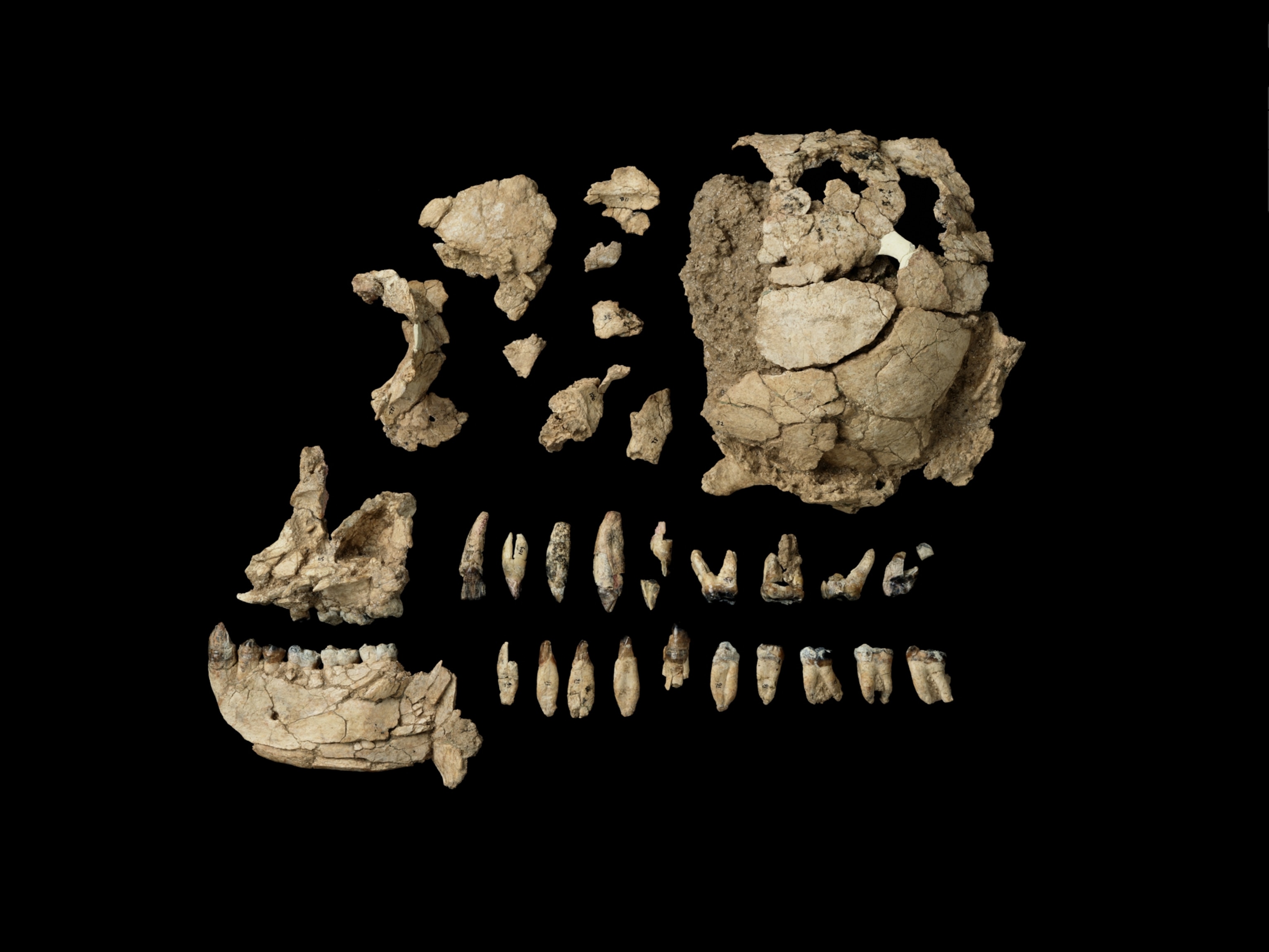 The Evolutionary Road