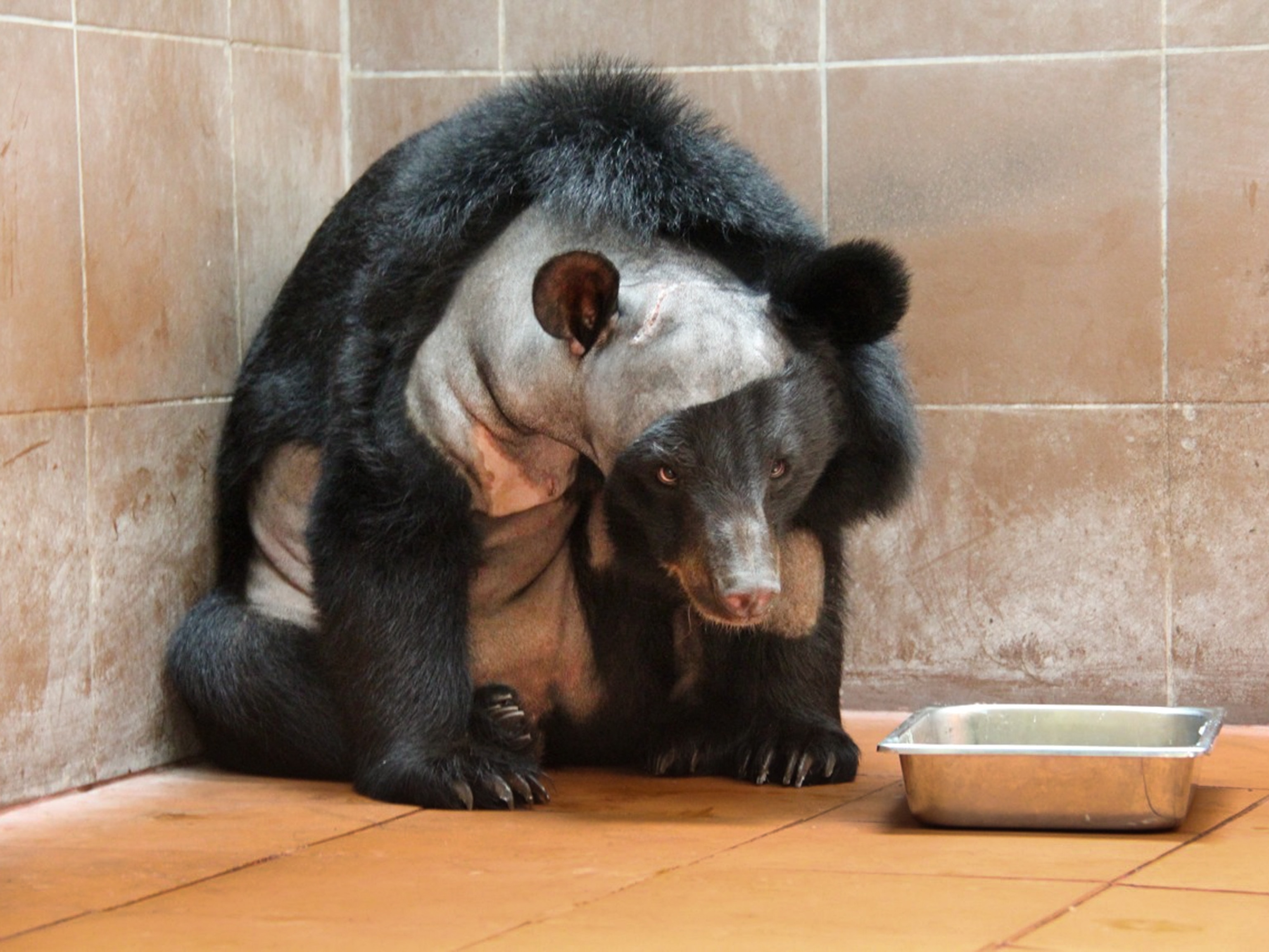 First Brain Surgery Performed on Bear