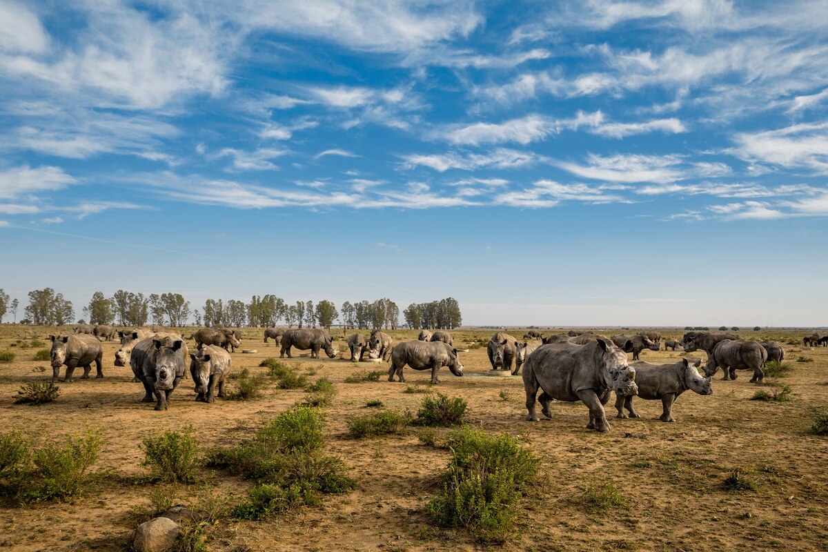 Nice Shot! The World's Largest Rhino Farm