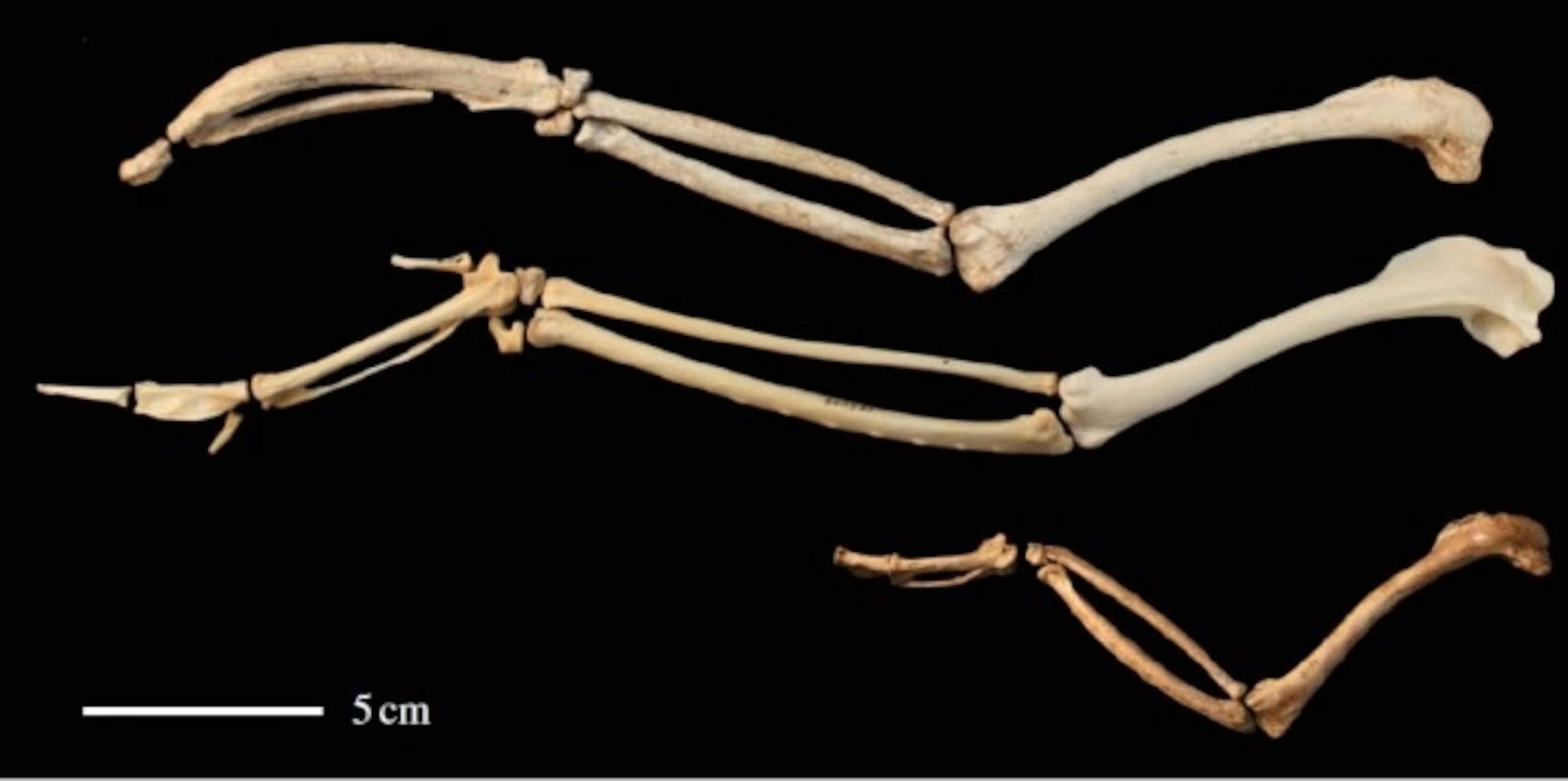 The Fightin’ Ibis: Xenicibis and Evolution’s Arrow | National Geographic