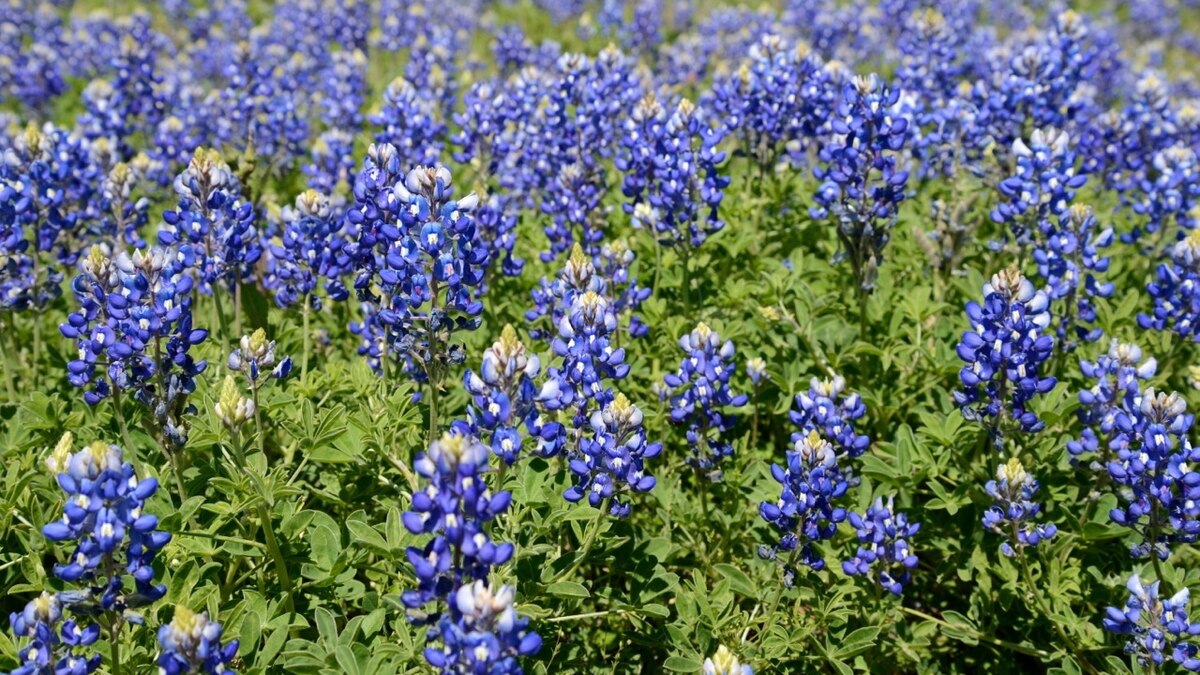 The Ultimate TEXAS Playlist | National Geographic