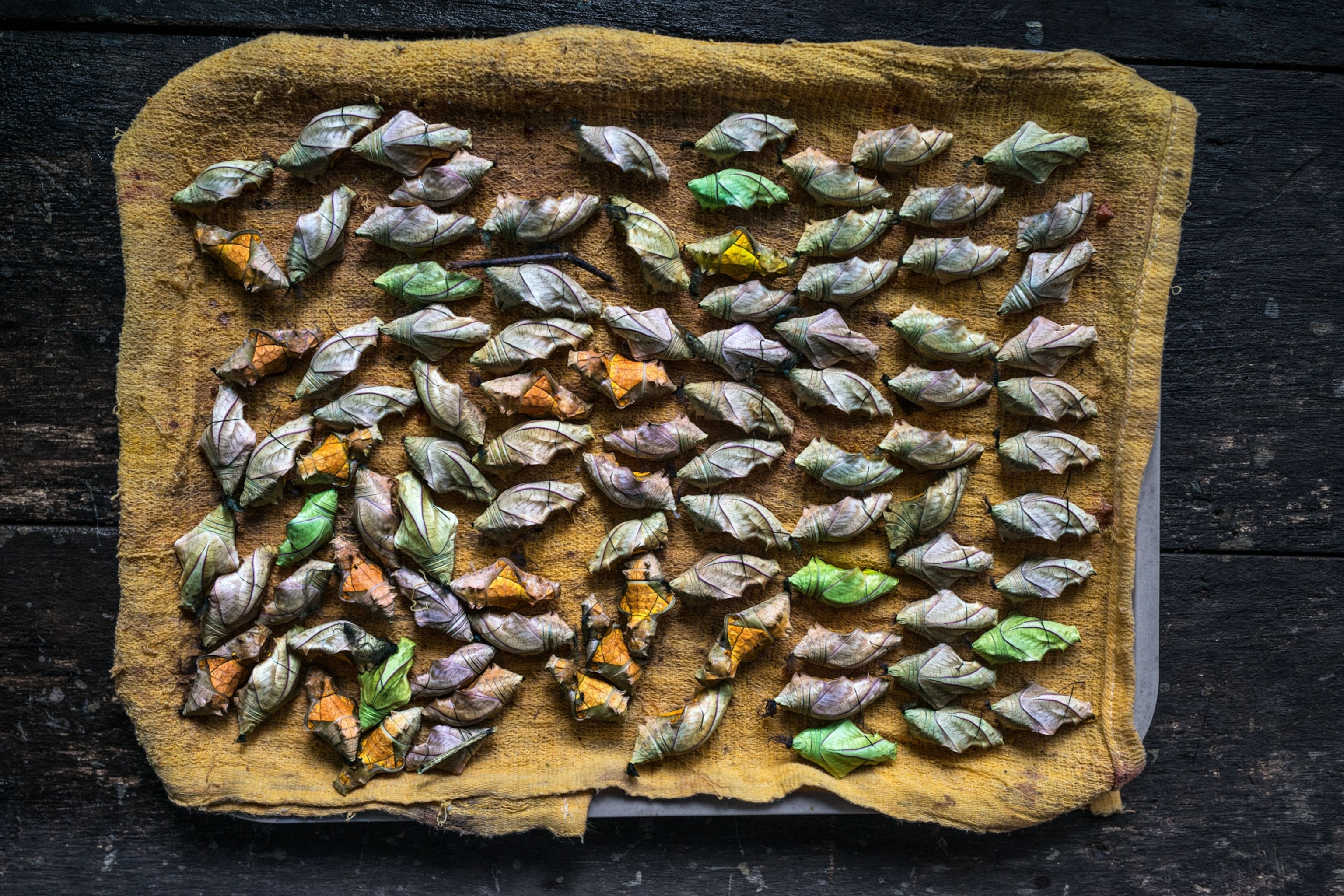 Inside the Murky World of Butterfly Catchers