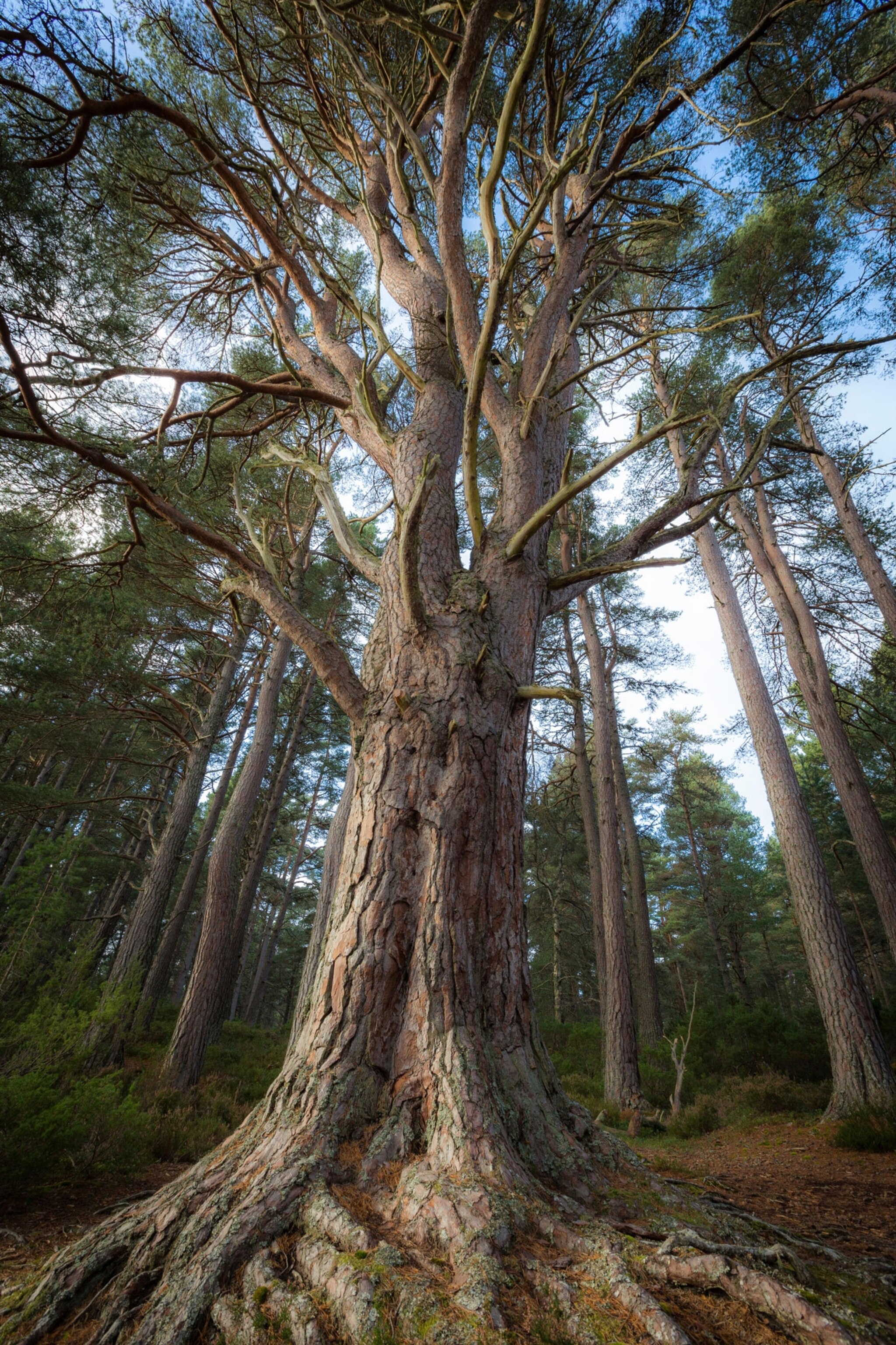 Scotland’s ‘Great Wood’: Was the legendary forest real?
