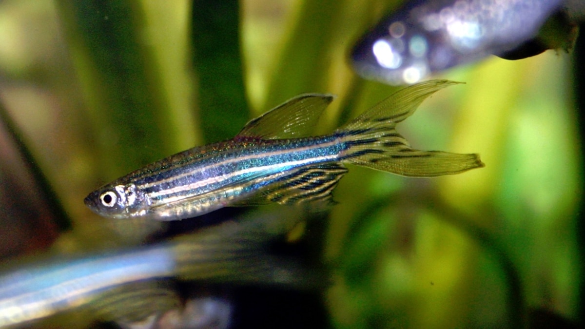 Coloured Cells Chase Each Other To Make A Fish’s Stripes | National ...