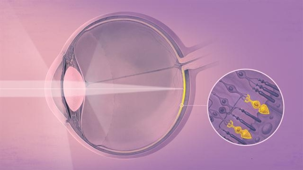 How eyes make sense of the world | National Geographic