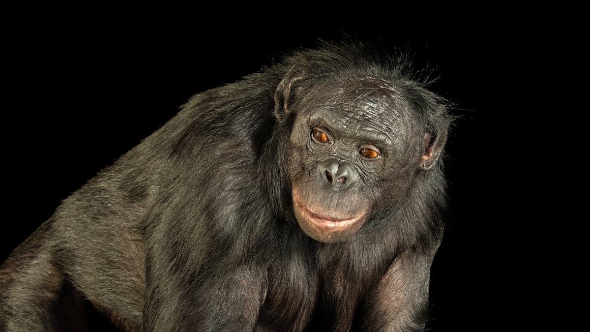 Bonobos Mating Bonobo Guide: Where They Live, How They're Related To