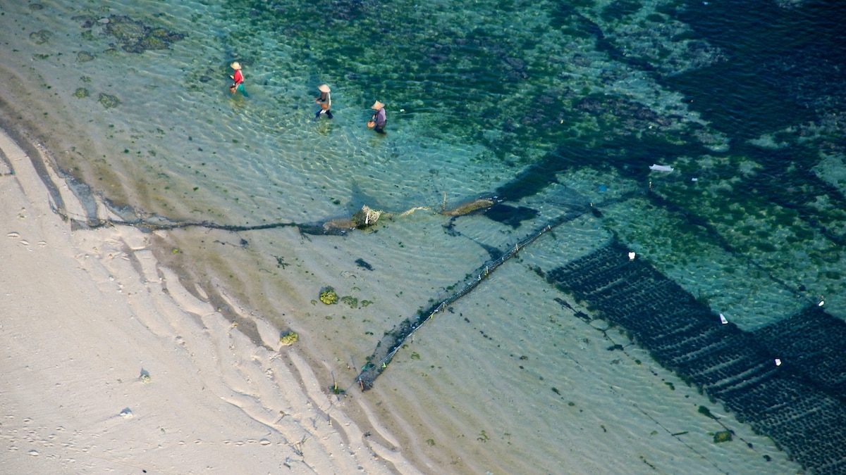 Make Way for Algae on Your Dinner Plate | National Geographic