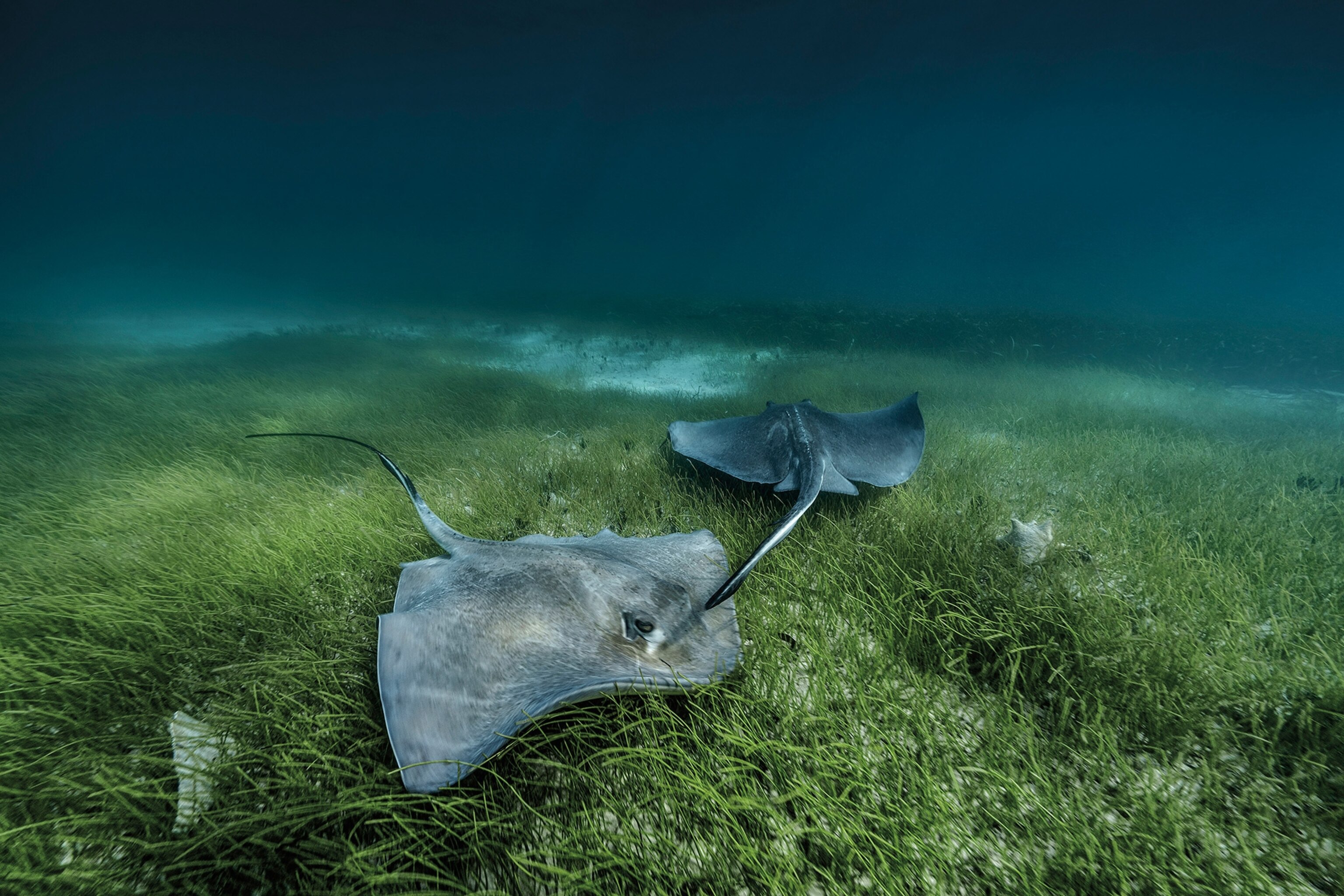 World’s largest known seagrass forest found in the Bahamas