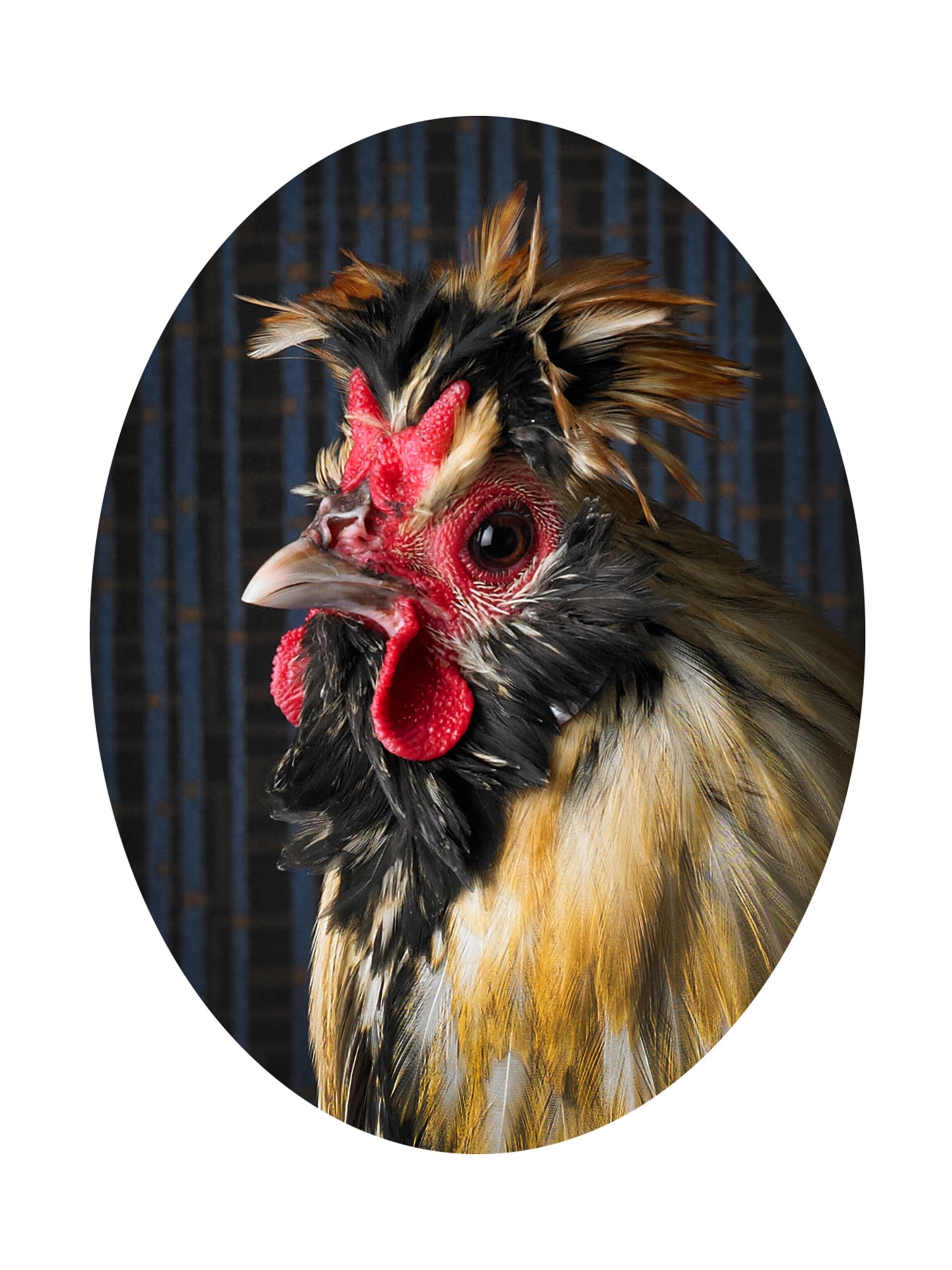 See 7 Pictures of Regal Chickens