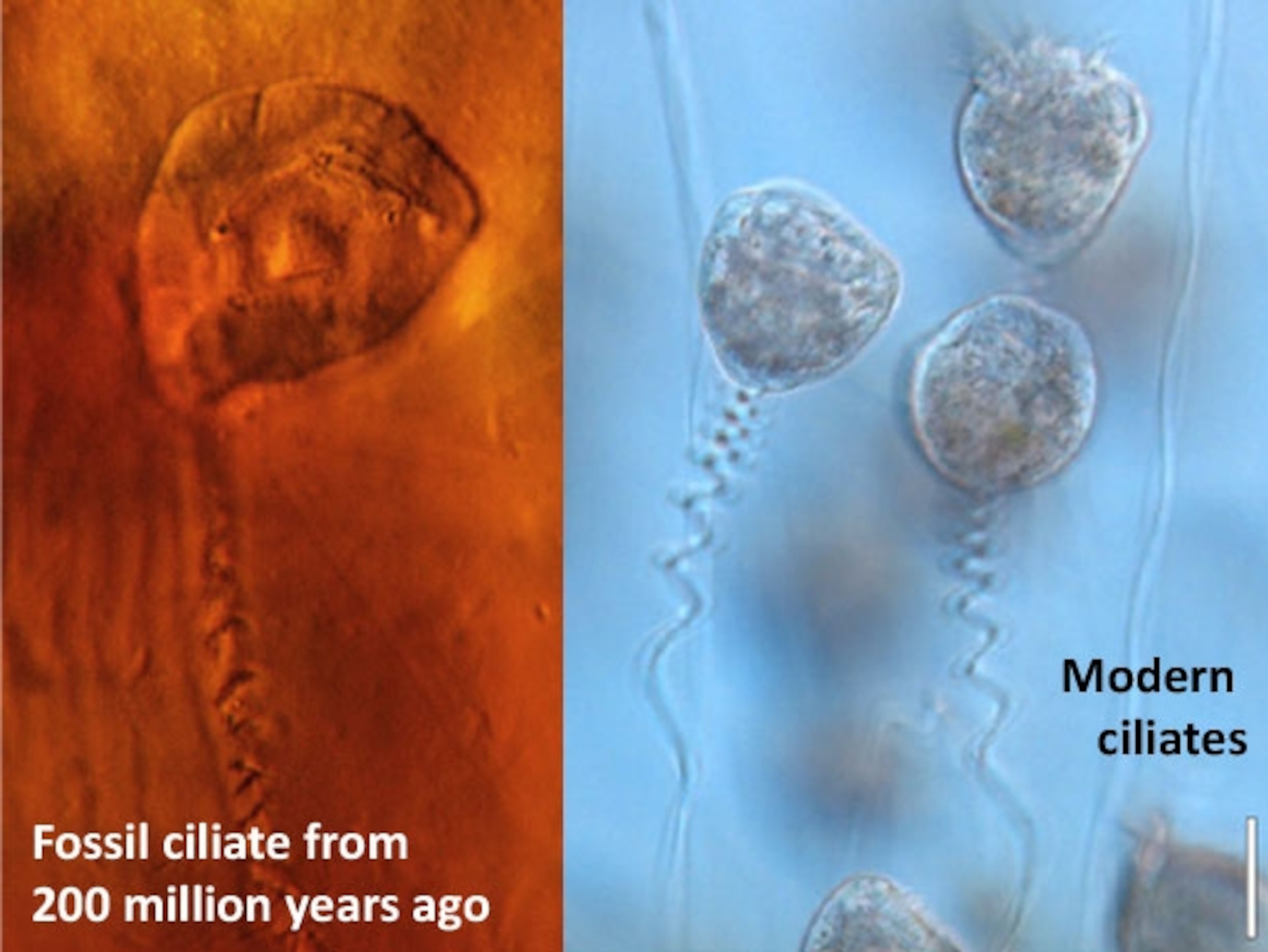 Fossilised Microbe in 200 Million Year Old Leech Cocoon