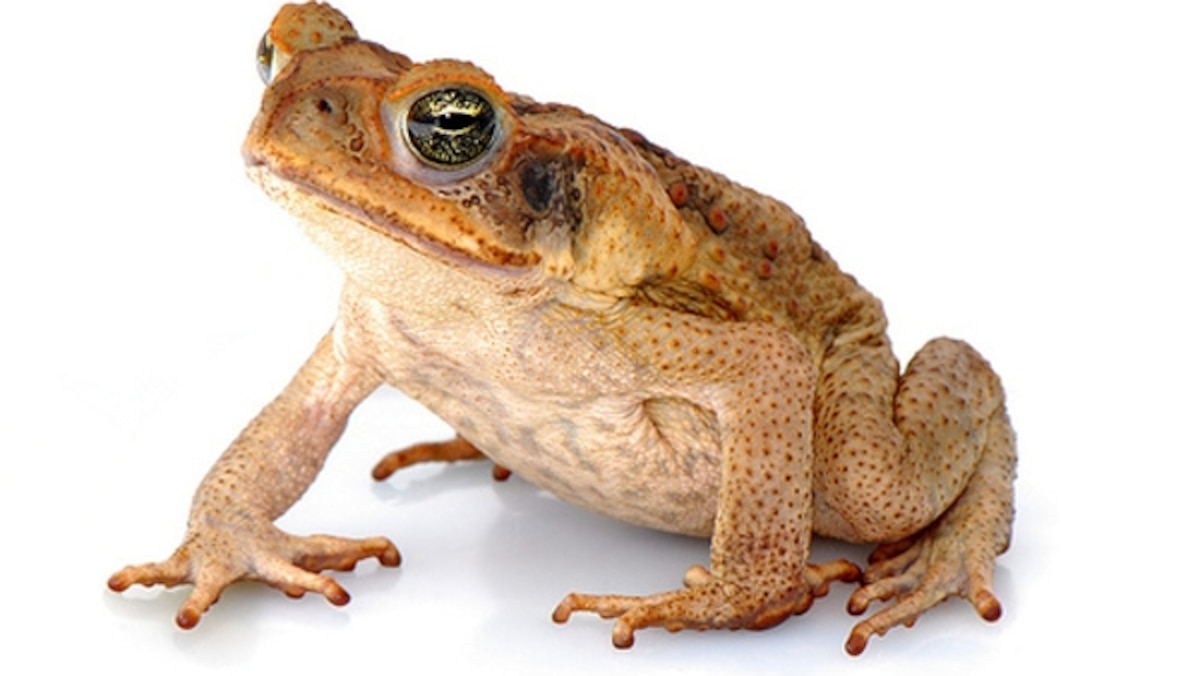 Drying out the cane toad invasion | National Geographic