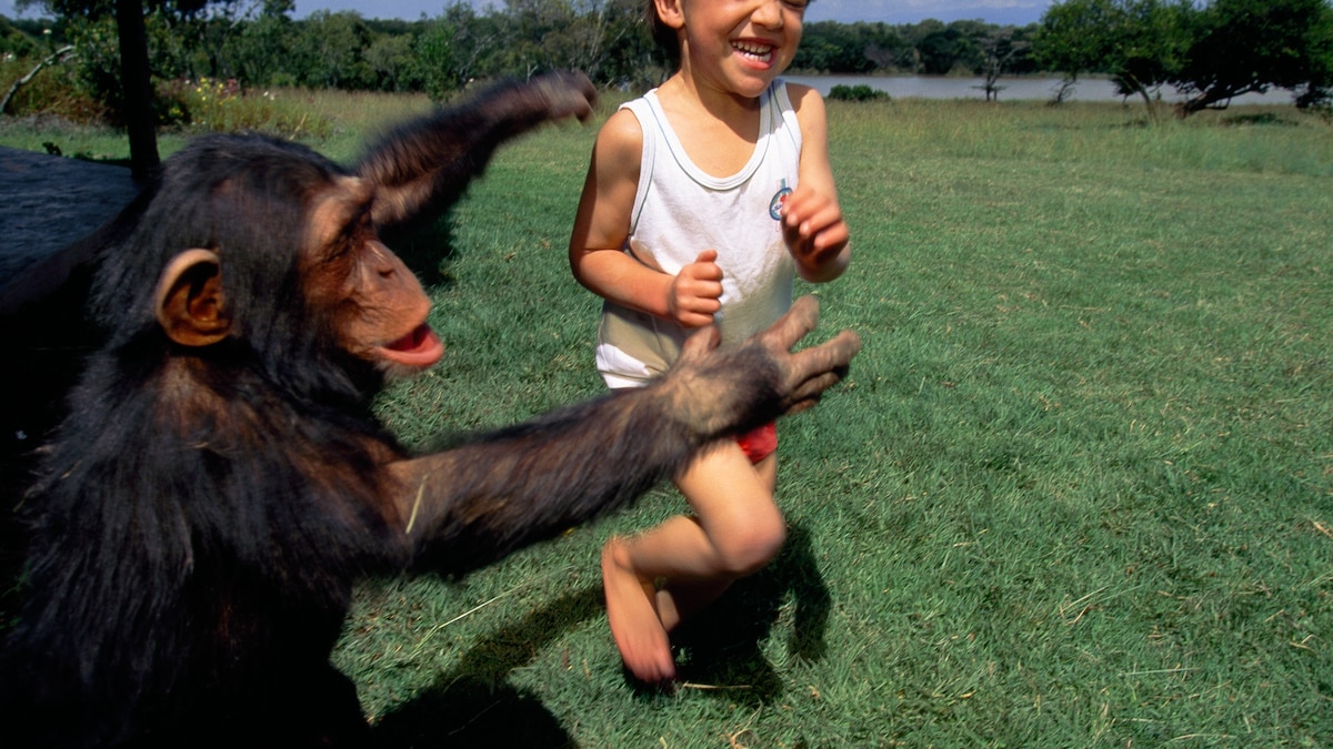 Ancient Human-Chimp Link Pushed Back Millions of Years | National ...