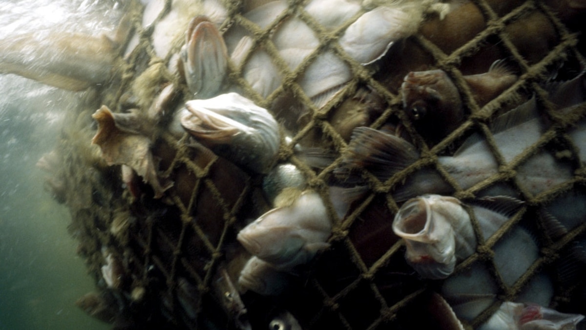 Overfishing | National Geographic