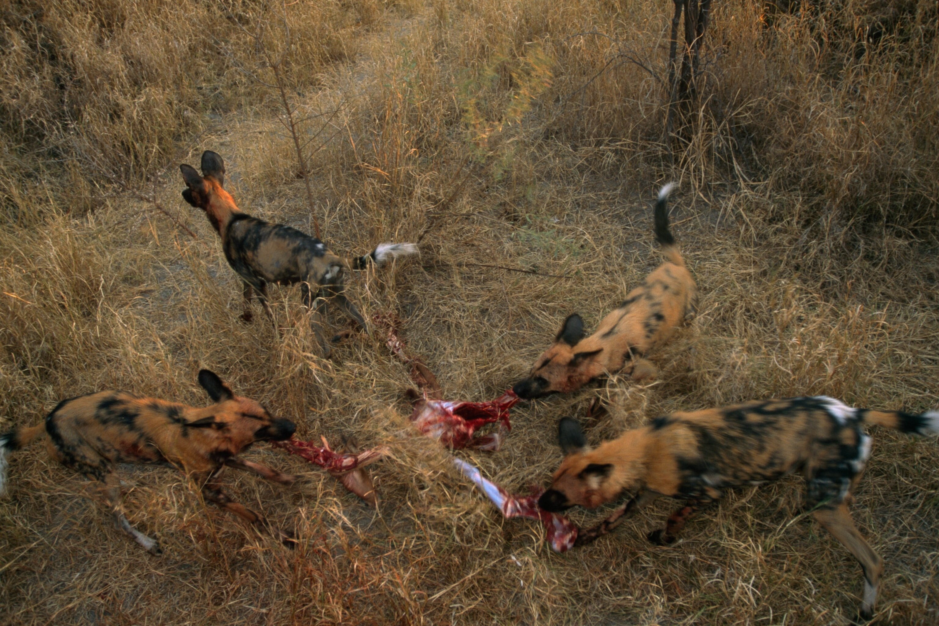 14 Incredible Photos of African Predators in Action