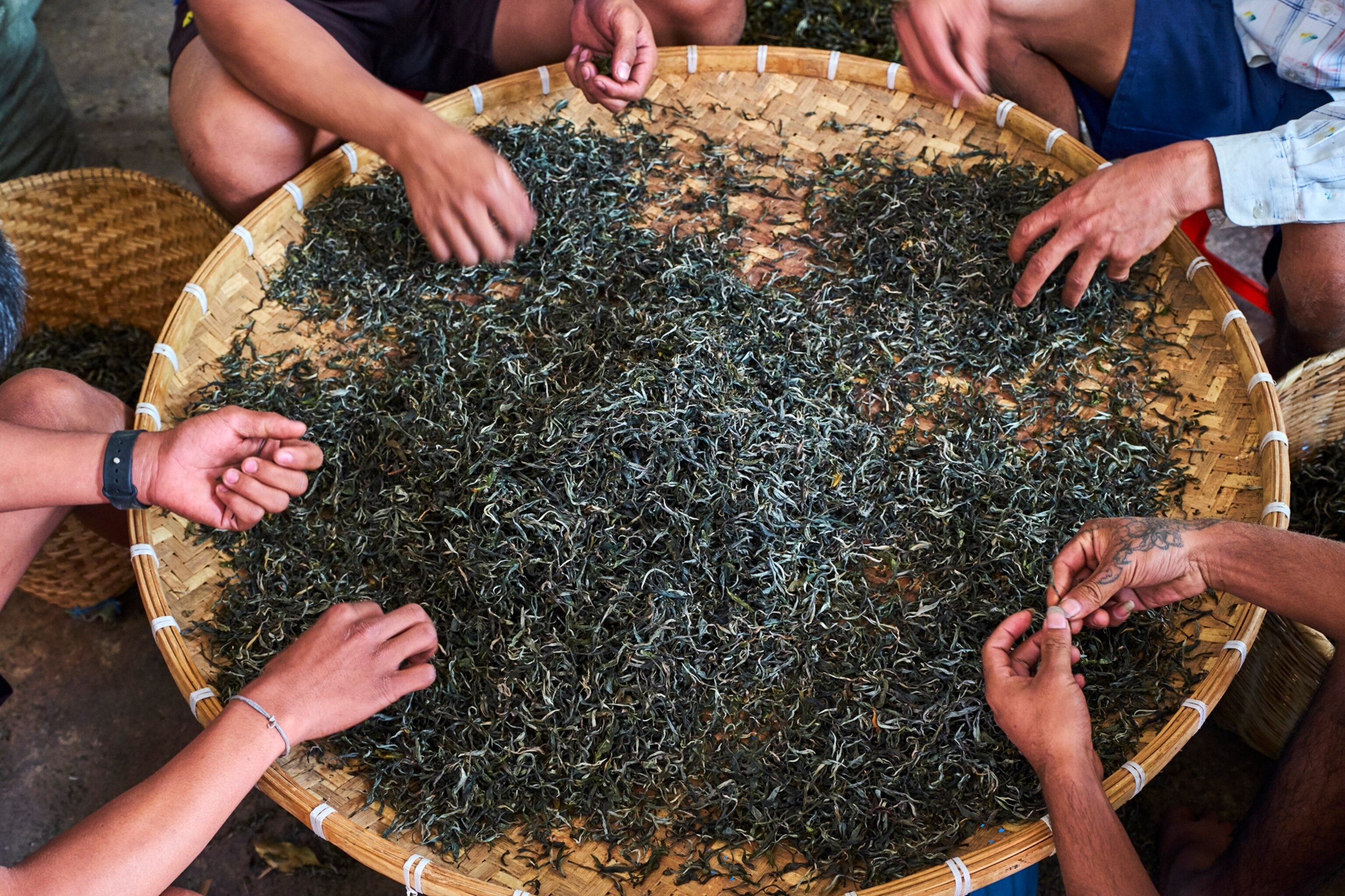 In search of the source of tea