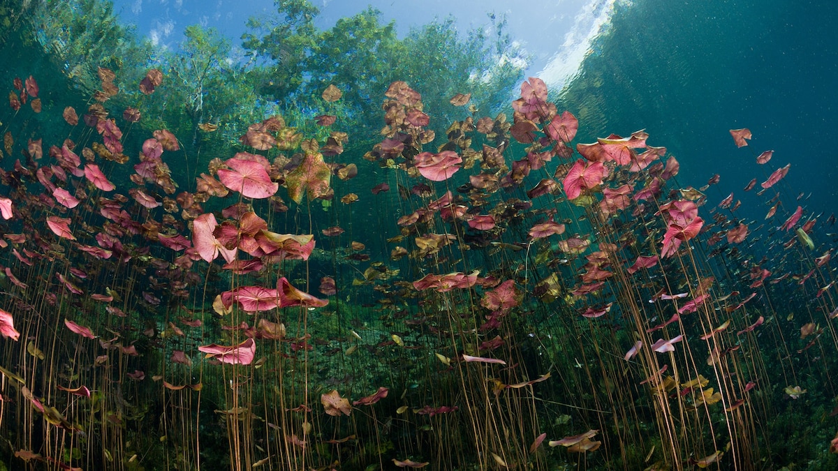 Here’s where to see the top cenotes in Mexico’s Yucatán Peninsula ...
