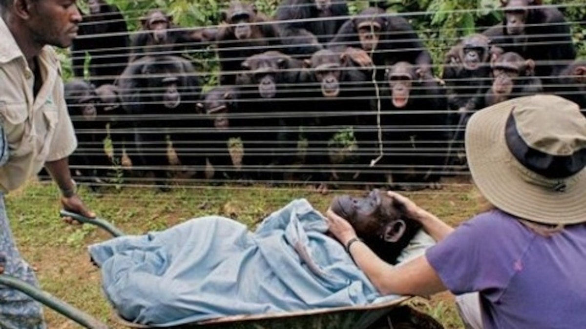 Behind the Lens: The Grieving Chimps | National Geographic