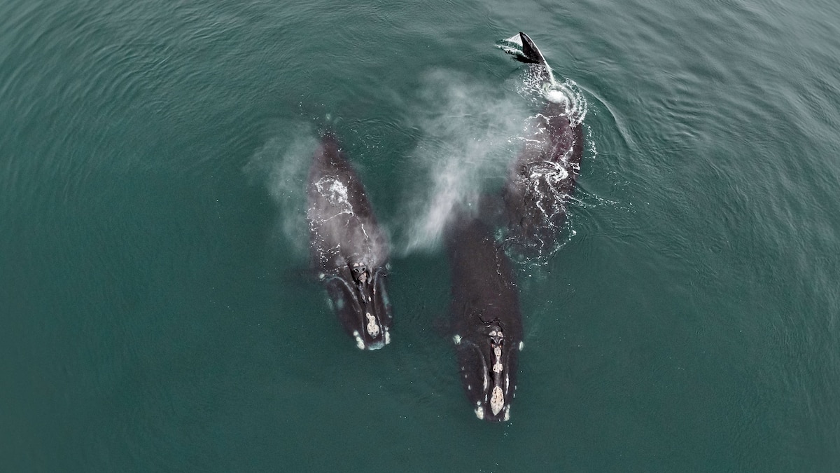 Rare footage shows North Atlantic right whales ‘hug’ | National Geographic