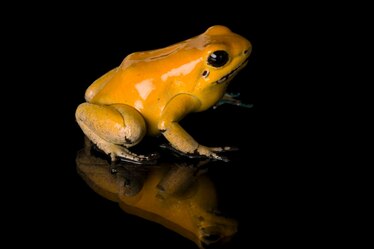 Golden Poison Frog | National Geographic