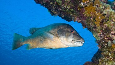 Cubera Snapper | National Geographic