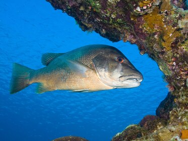 Cubera Snapper | National Geographic